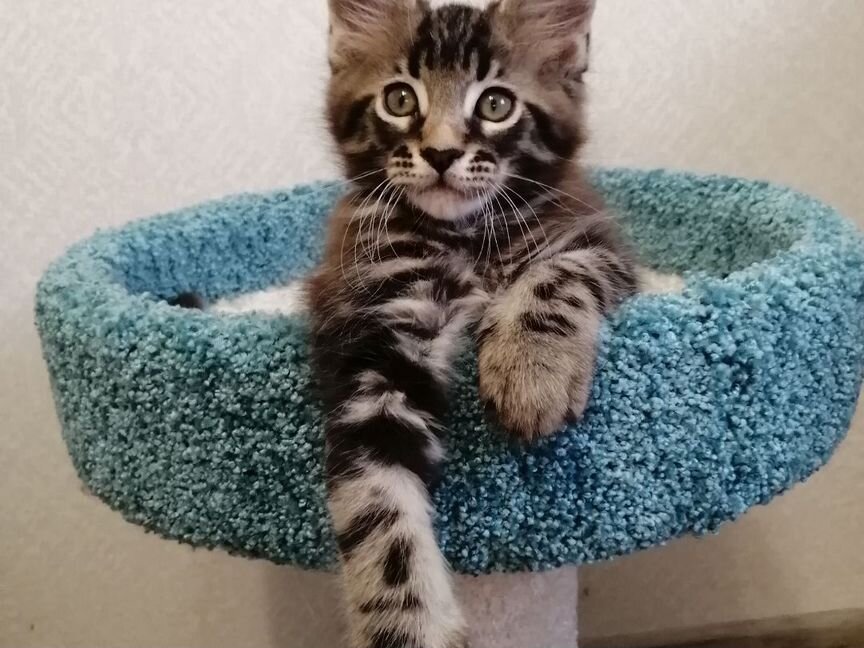 Мейн-кун котик