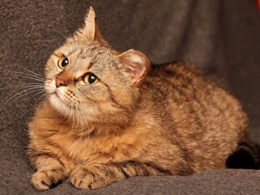 Нежная мурлыка Манюня