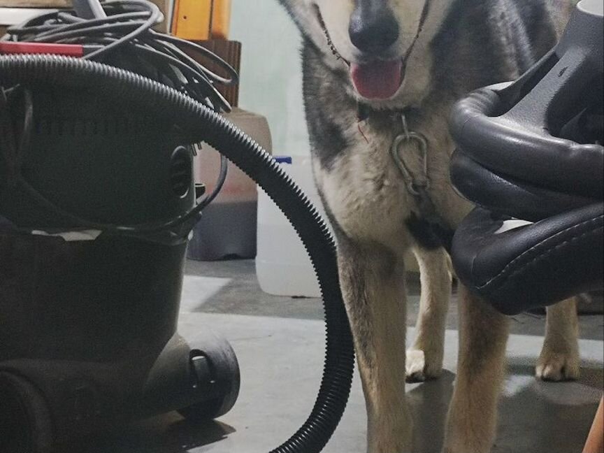 Найдена собака лайка