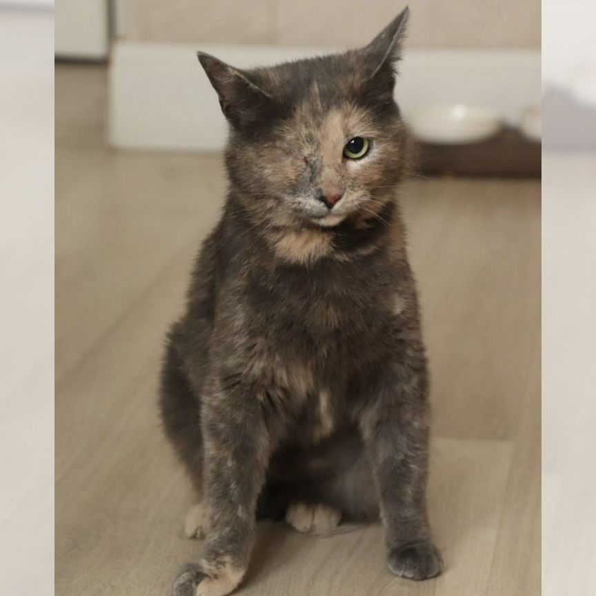 Взрослая, кошка в добрые руки