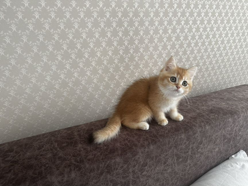 Британская золотая шиншилла шелл ny 12