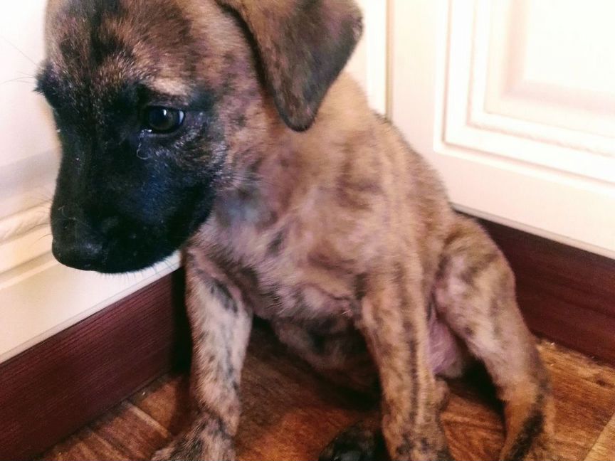 Щенок ищет дом