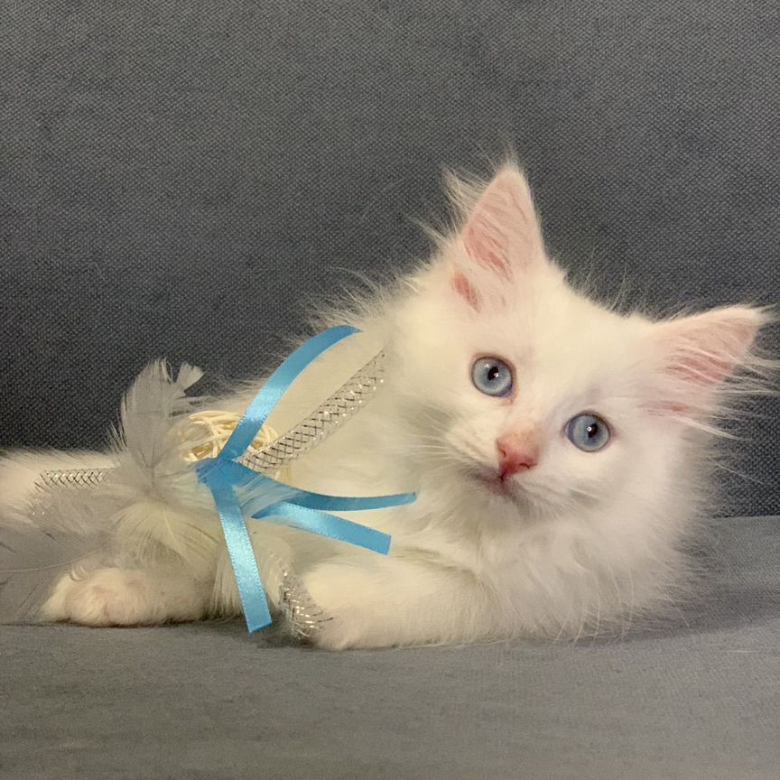 Невская кошечка