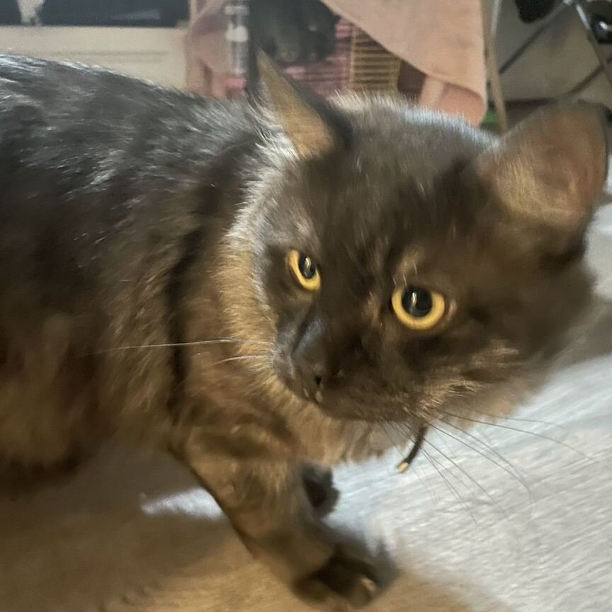 Котик в добрые руки мальчик