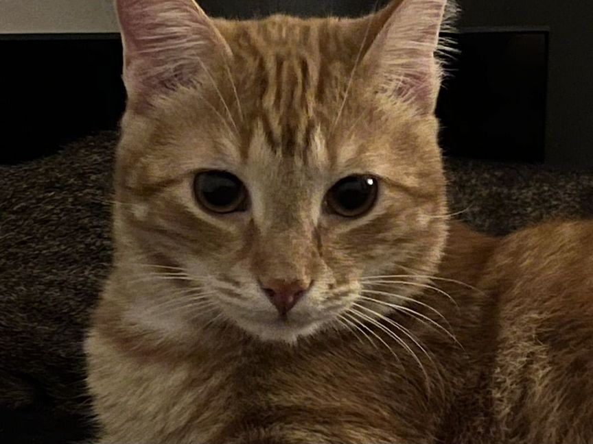 Европейская кошка
