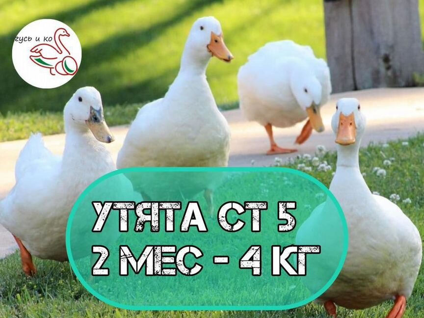 Утята