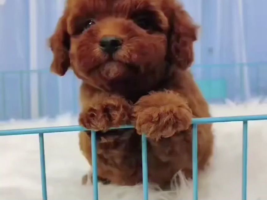 Тикап Тедди