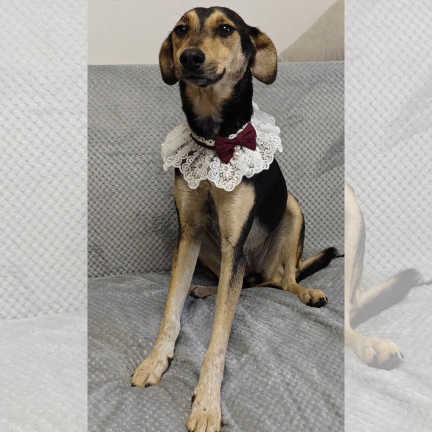 Взрослая собака в добрые руки