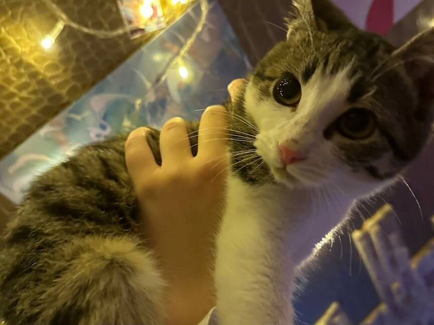Котеночек