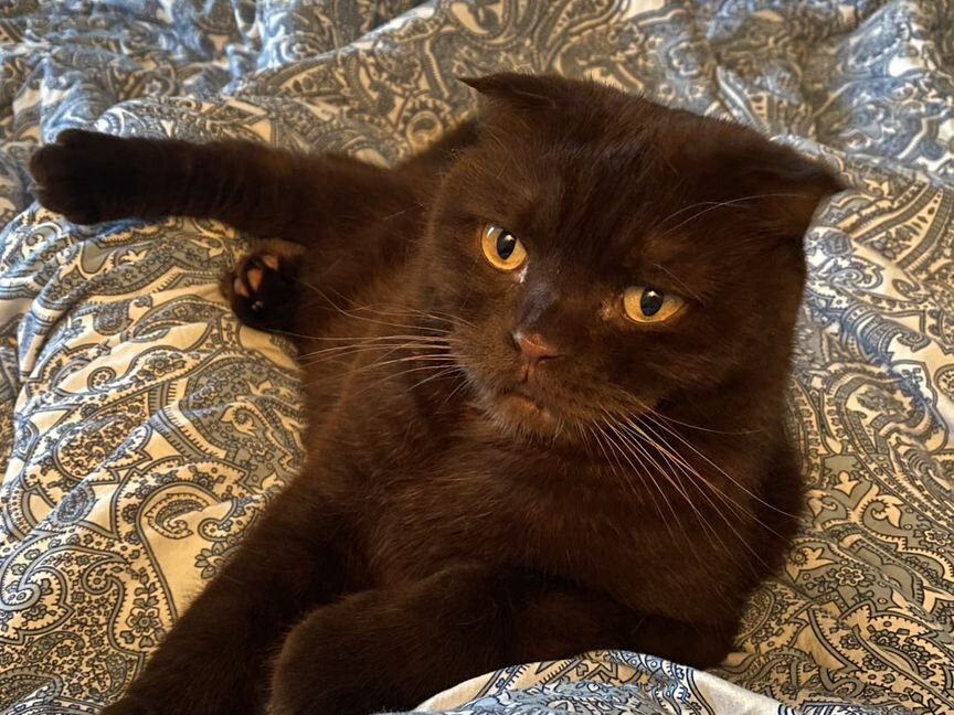 Шотландский кот