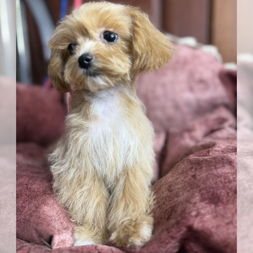 Мальтипу, щенок