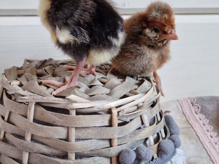 Цыплята падуаны