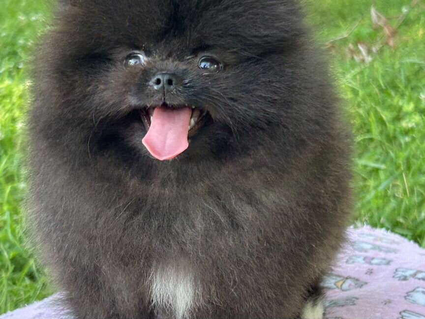 Померанский шпиц