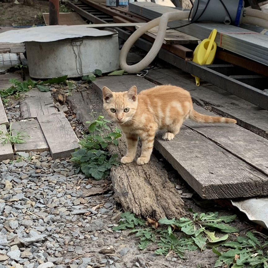 Котята в добрые руки