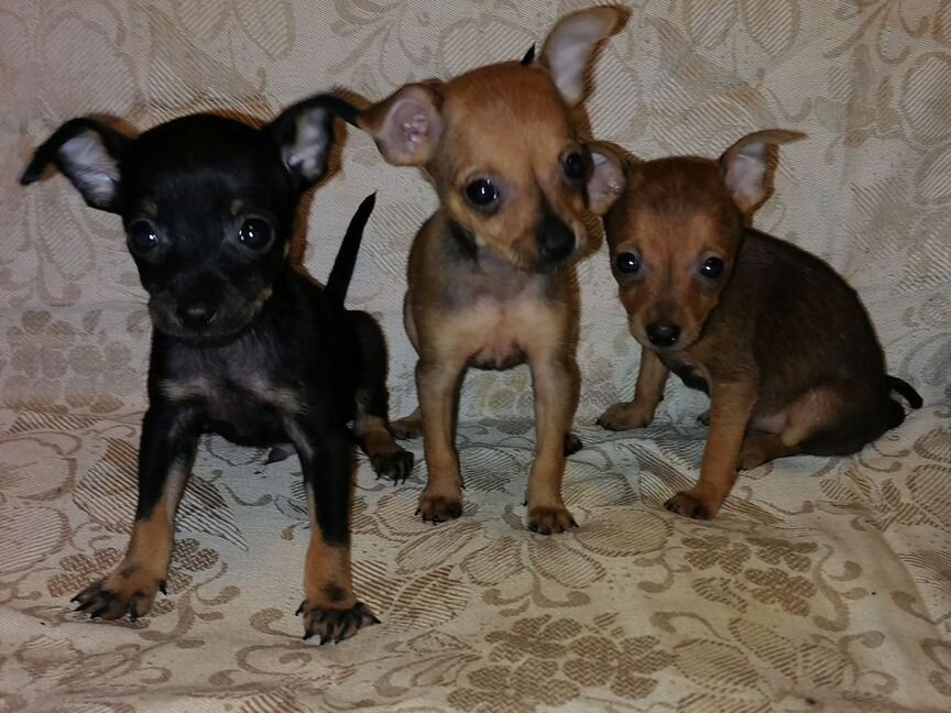 Той-терьер щенки