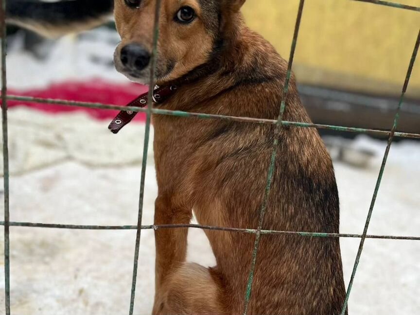 Собака в добрые руки