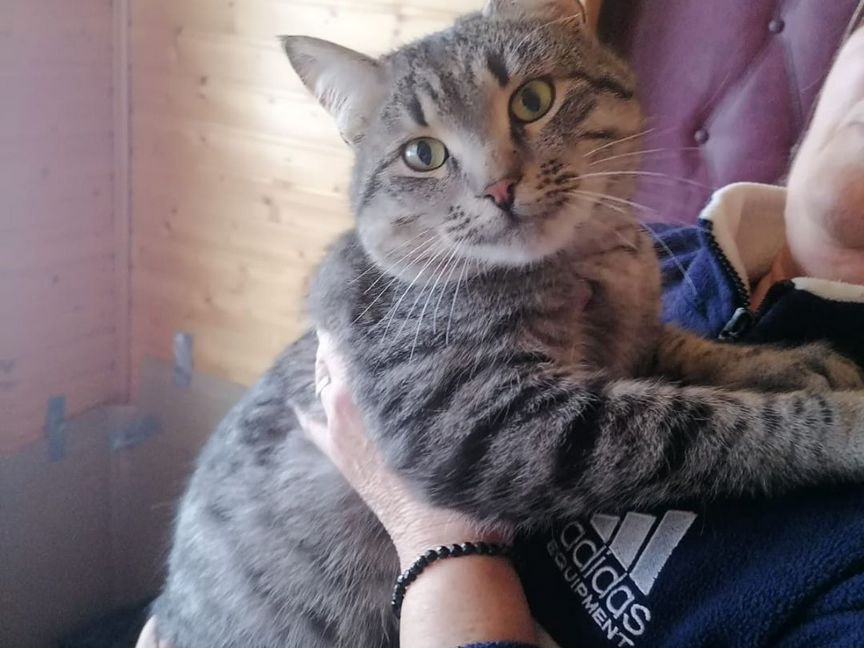 Уютный ласкуша котик в добрые руки