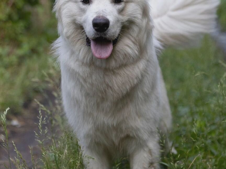 Шикарный Бася