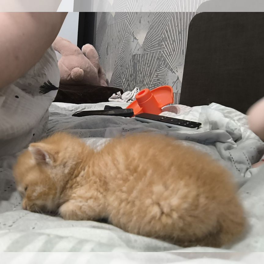 Шотландский вислоухий короткошёрстный котёнок