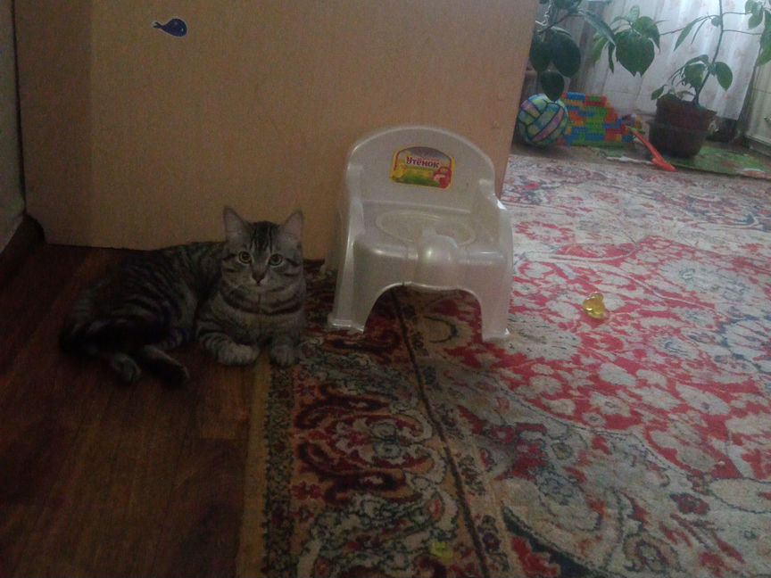 Котята в добрые руки бесплатно коты