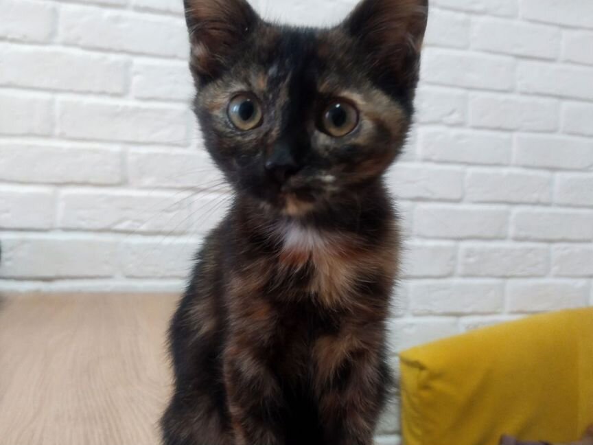 Котёнок Ляля-Роза