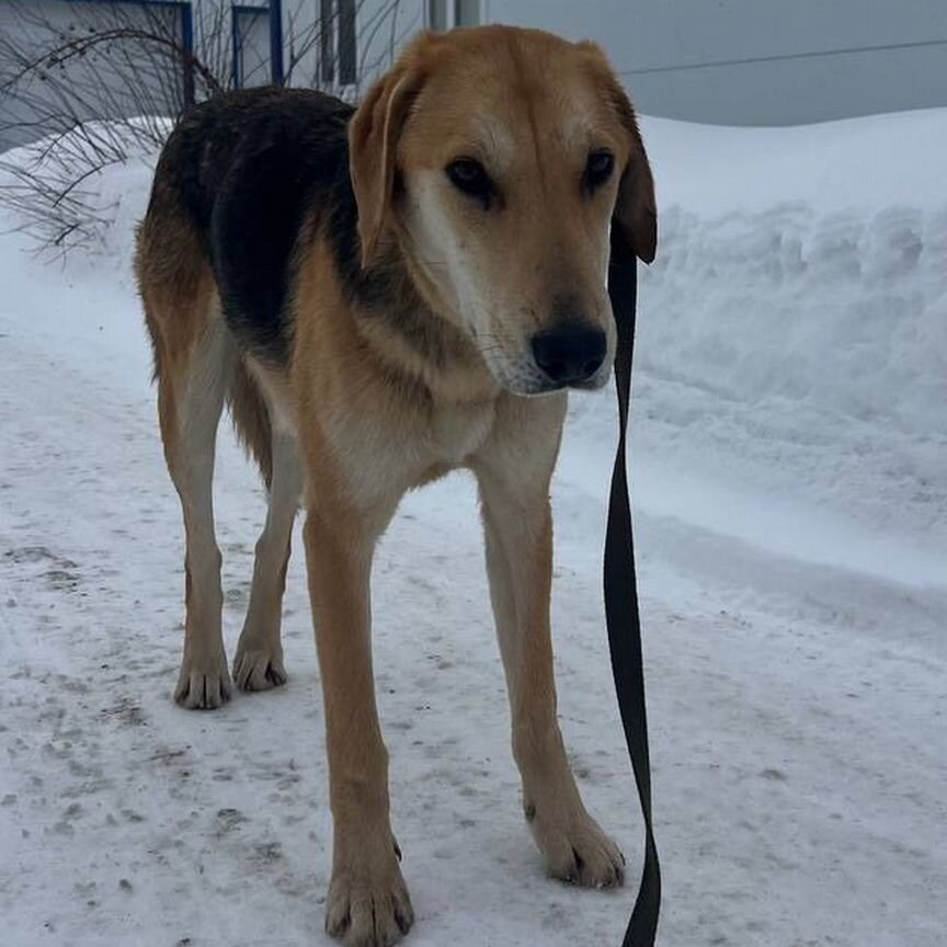 Русская гончая, взрослая собака