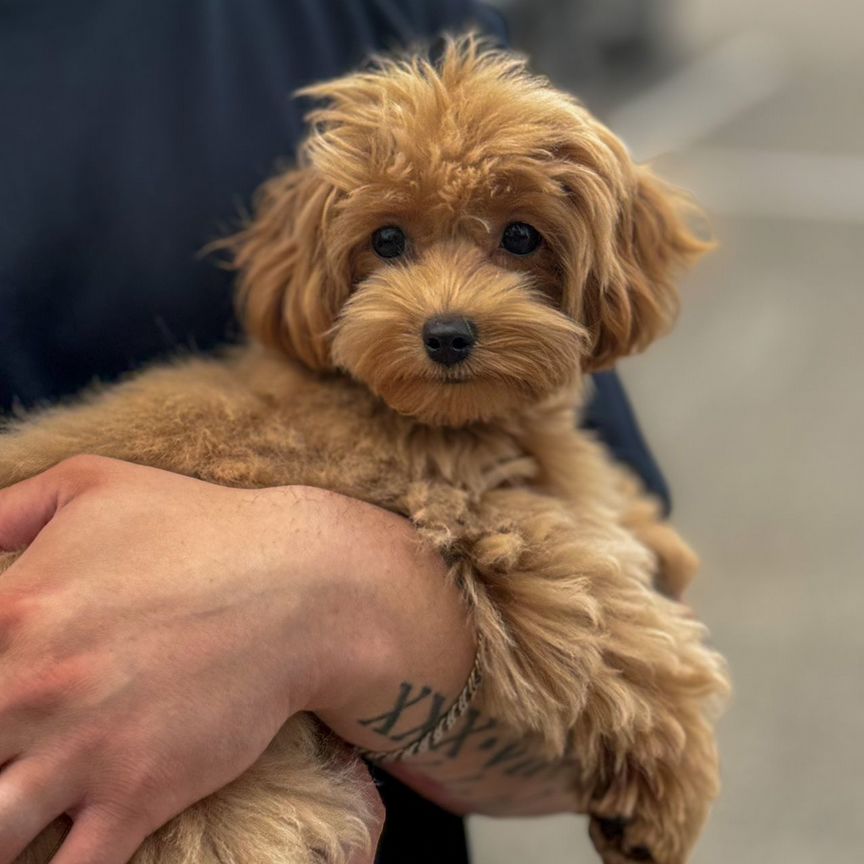 Крошка мальтипу f1