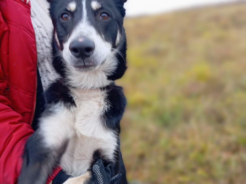 Собака в добрые руки