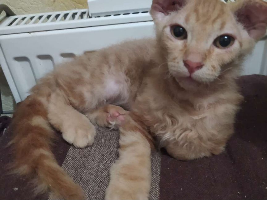 Котята сфинкс