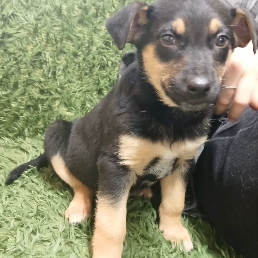 Щенок в добрые руки