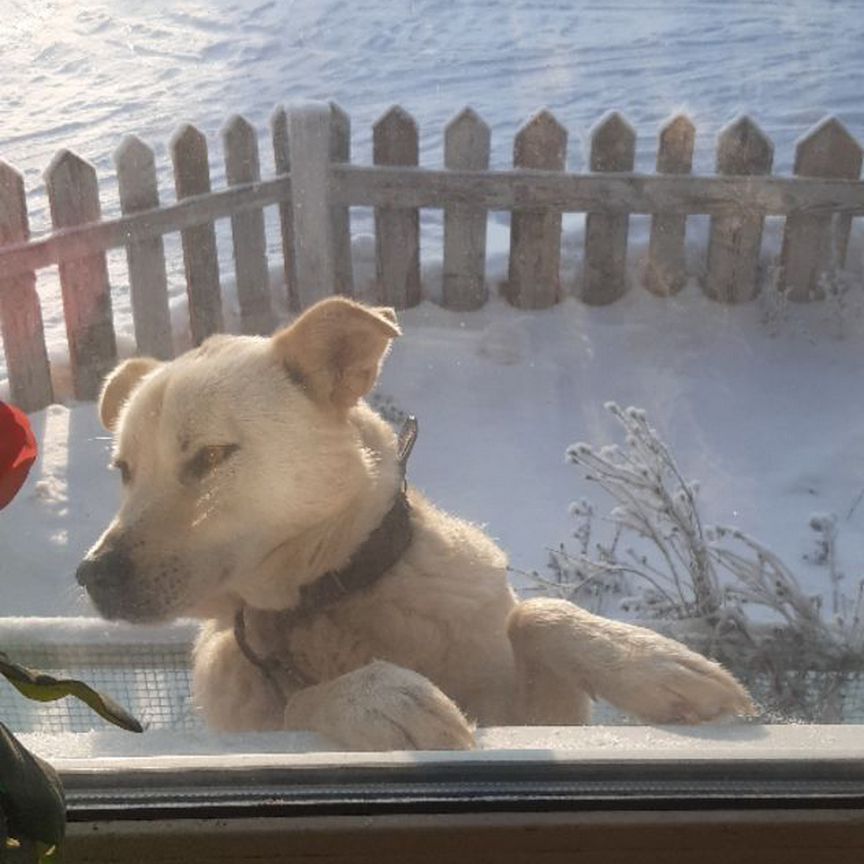 Собака в добрые руки