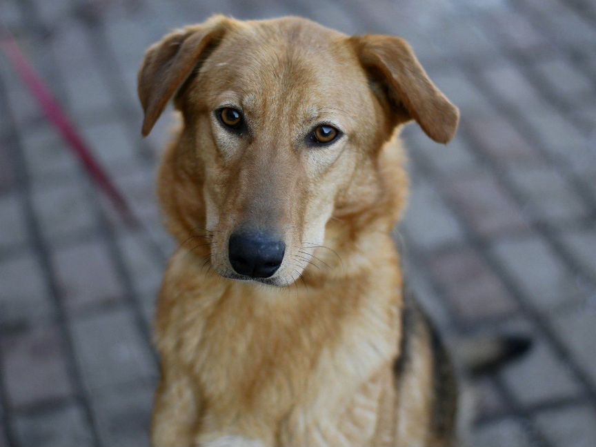 Собака Афина в добрые руки