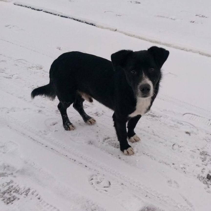 Взрослый пёс в добрые руки