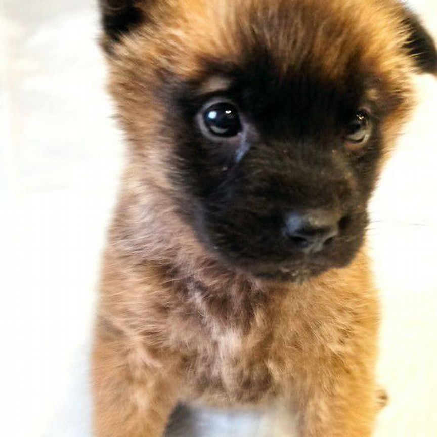 Щенок мальчик бесплатно