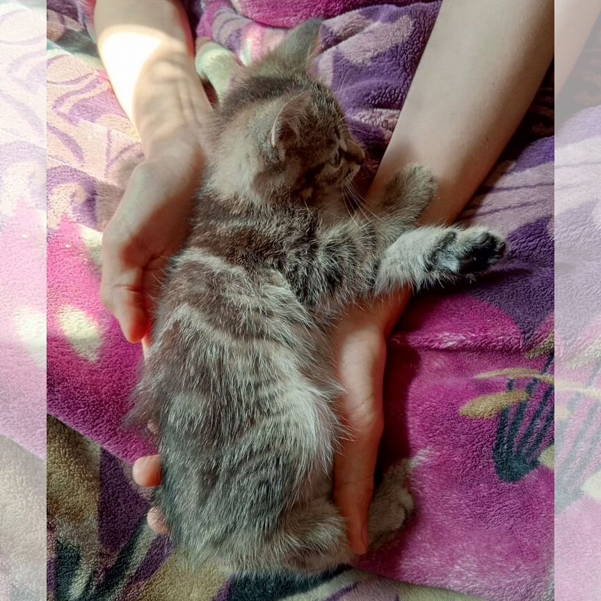 Котенок черный и полосатые
