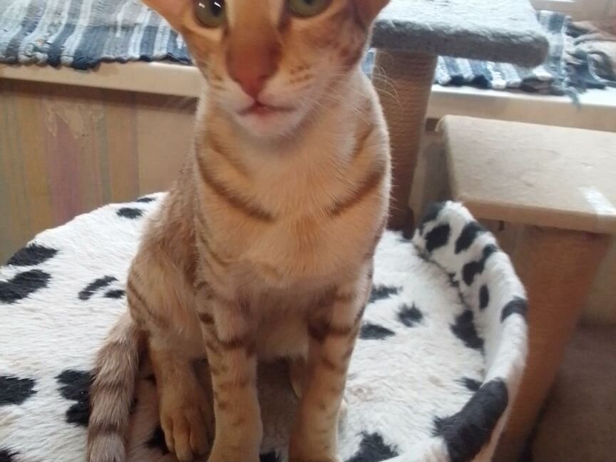 Ориентальные котята