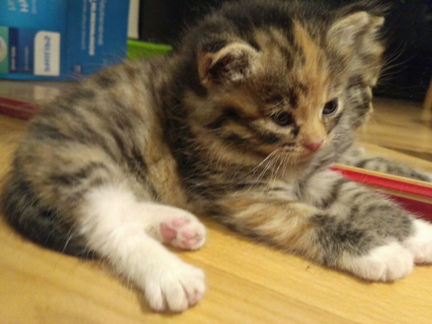Котята - шикарные, домашние