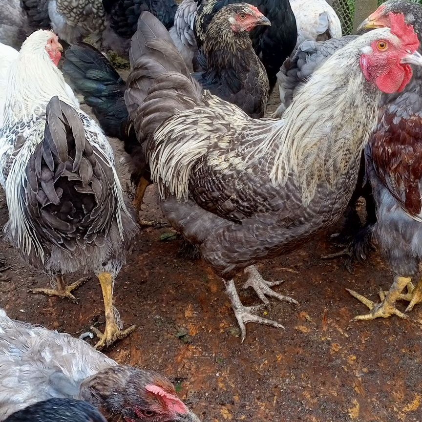 Молодые петухи