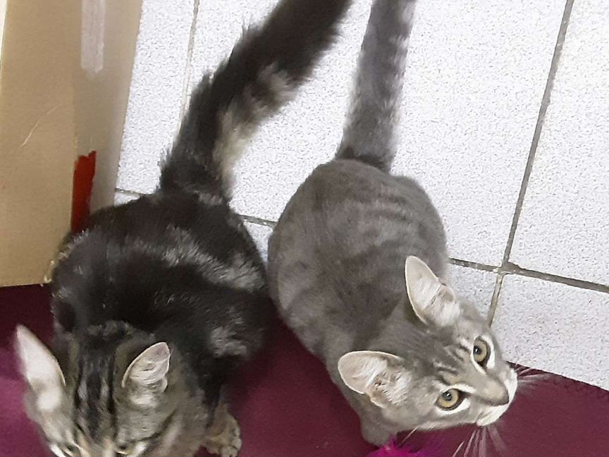 Котята в добрые ручки