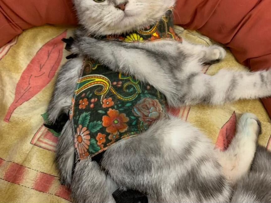 Британка Плюшка ищет дом