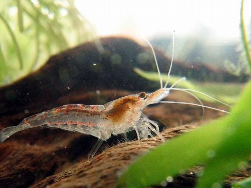 Креветки пресноводные Neocardina