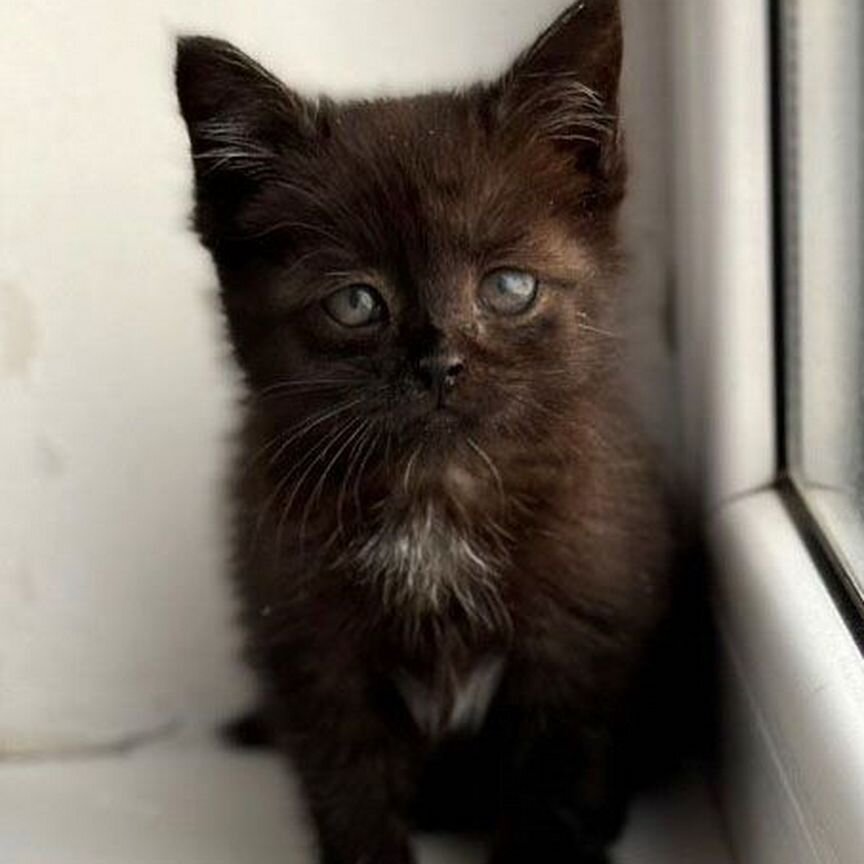 Очаровательная девочка Пампушка ищет маму и папу