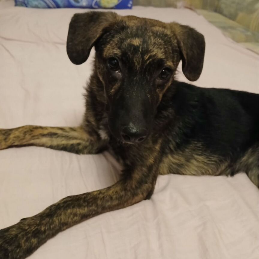 Собака. 6мес. Девочка