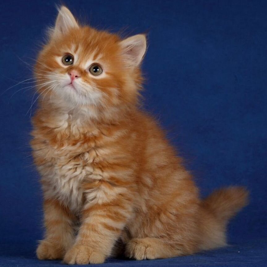 Сибирский котенок рыжий от чемпионов мира