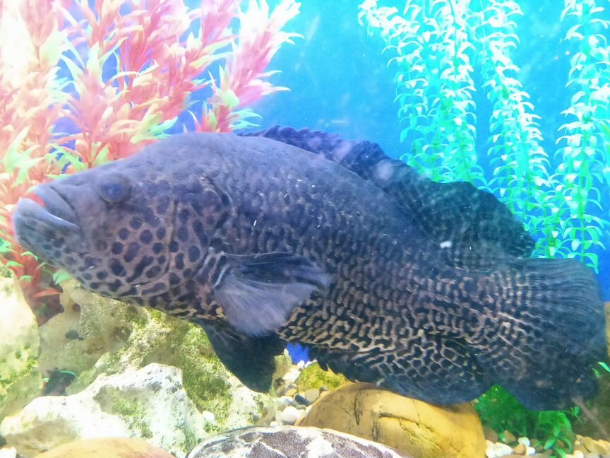 Манагуанец и астронотусы