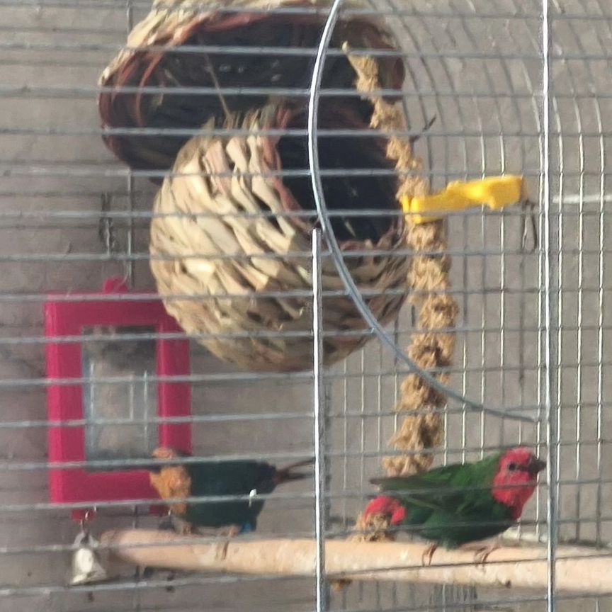 Попугайные амадины