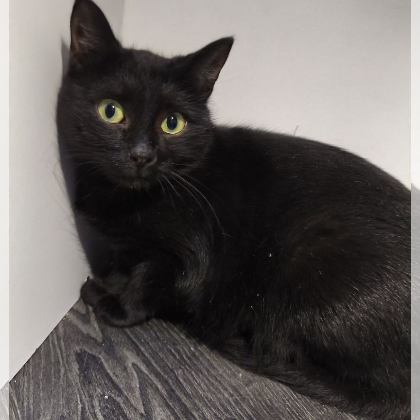 Взрослая, кошка в добрые руки