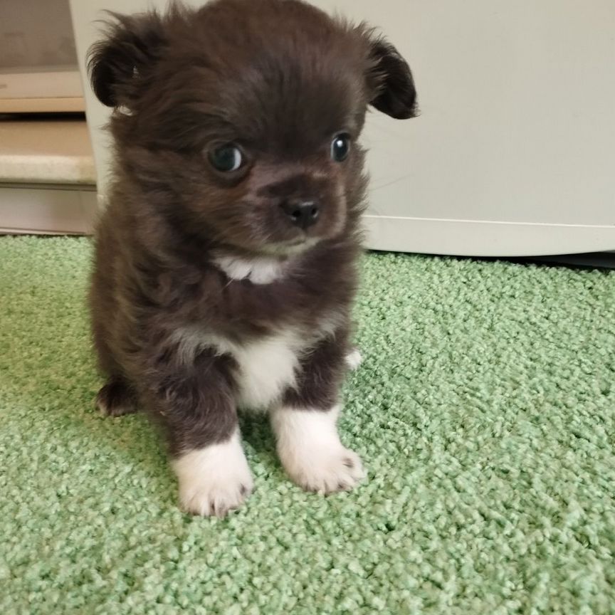 Щенки чихуахуа