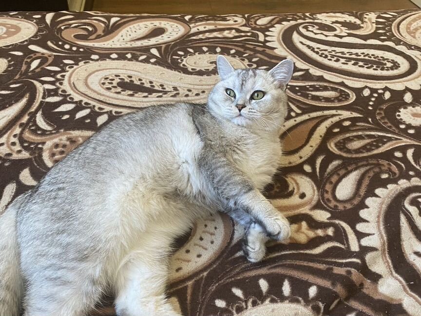 Британский котик