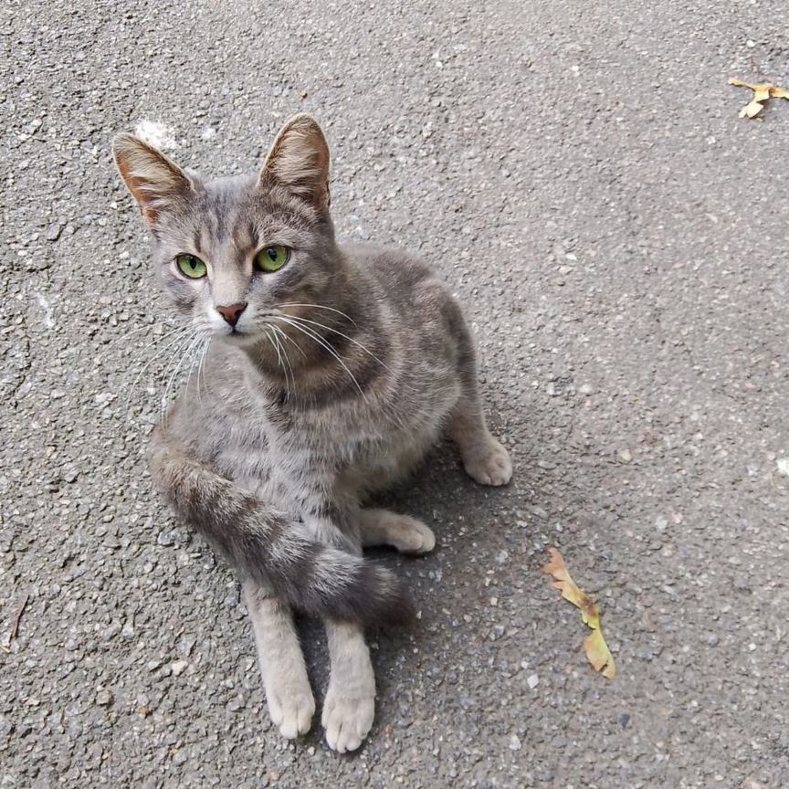 Котик ищет дом